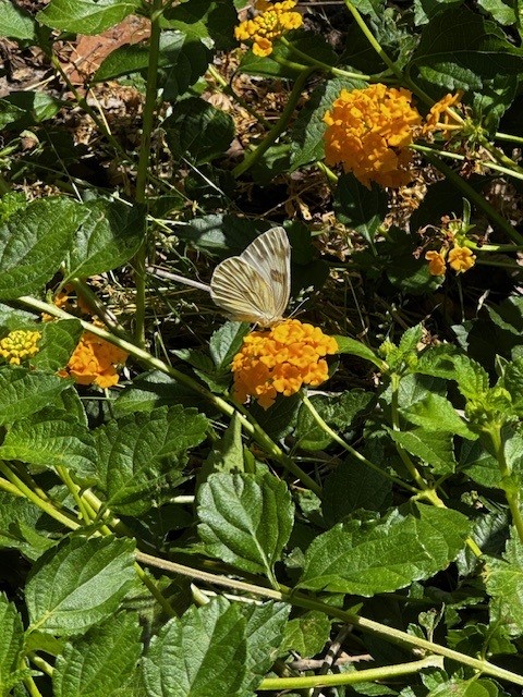 Citizen scientists: Join the pollinator count and help the bees - News