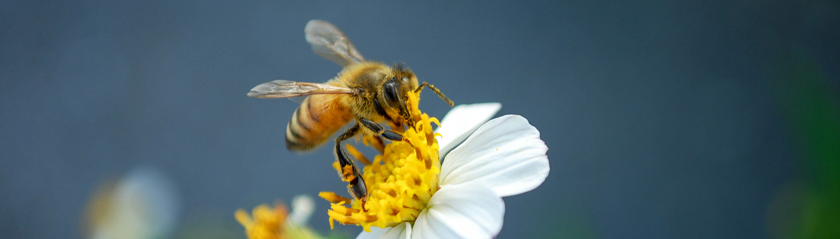 Citizen scientists: Join the pollinator count and help the bees - News