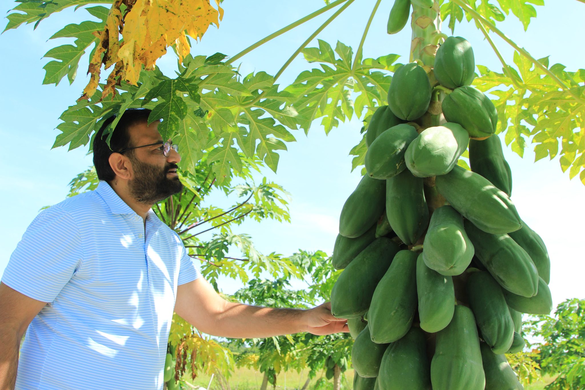 Better mangoes, papayas and other tropical fruit: Breeding fruits consumers love, growers need ...