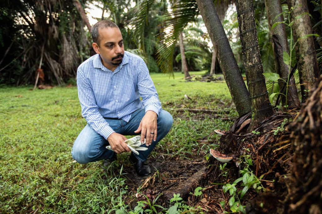 Can Robigus be the new crop guardian? This app tracks plant diseases ...