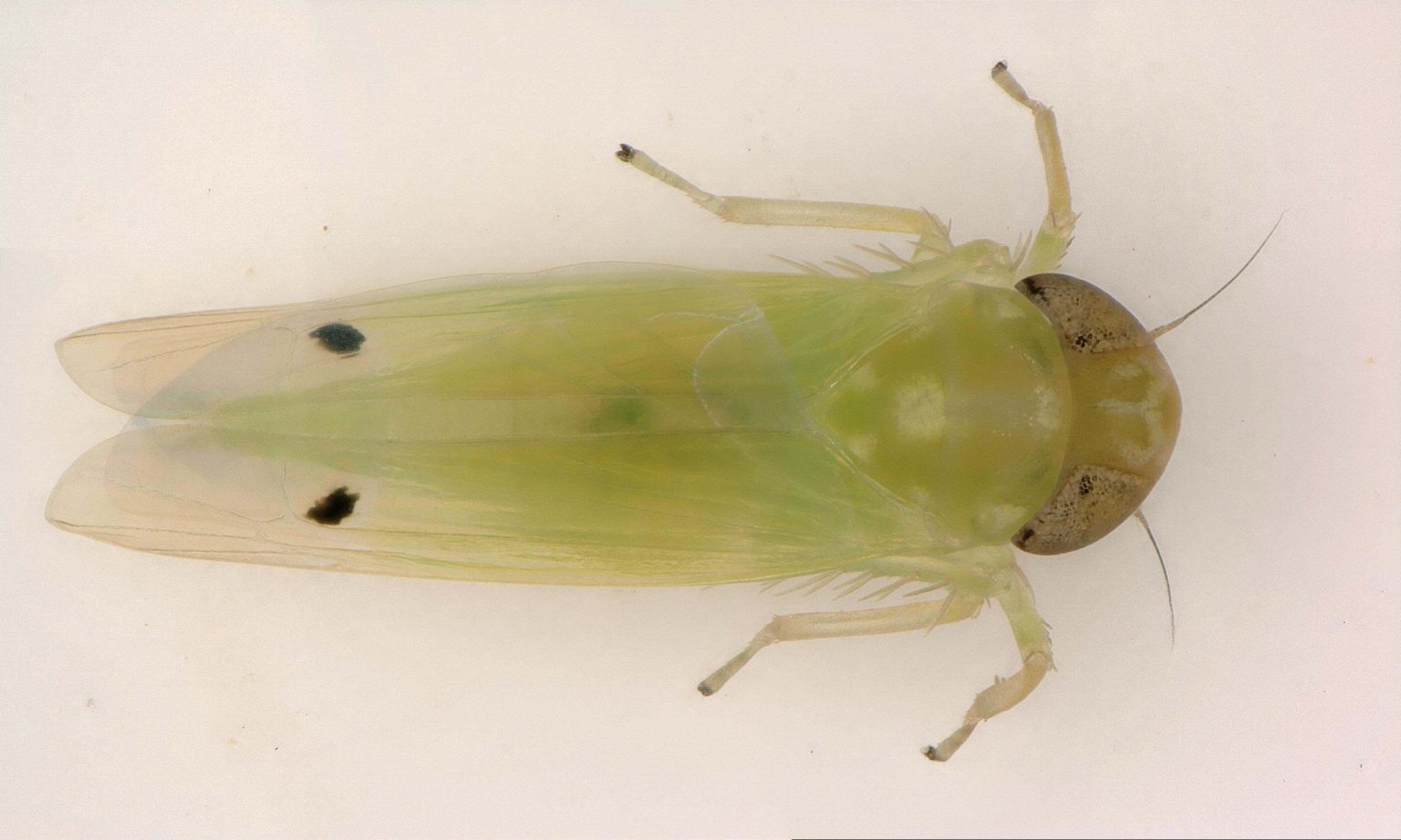 UF/IFAS warns of emerging pest threatening South Florida crops: Two-spot cotton leafhopper ...