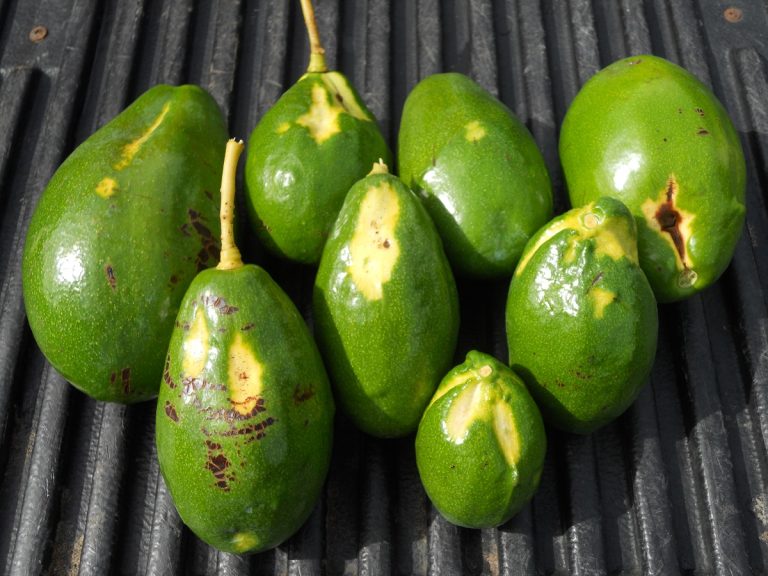 Los aguacates de Florida se enfrentan a la amenaza del viroide del ...
