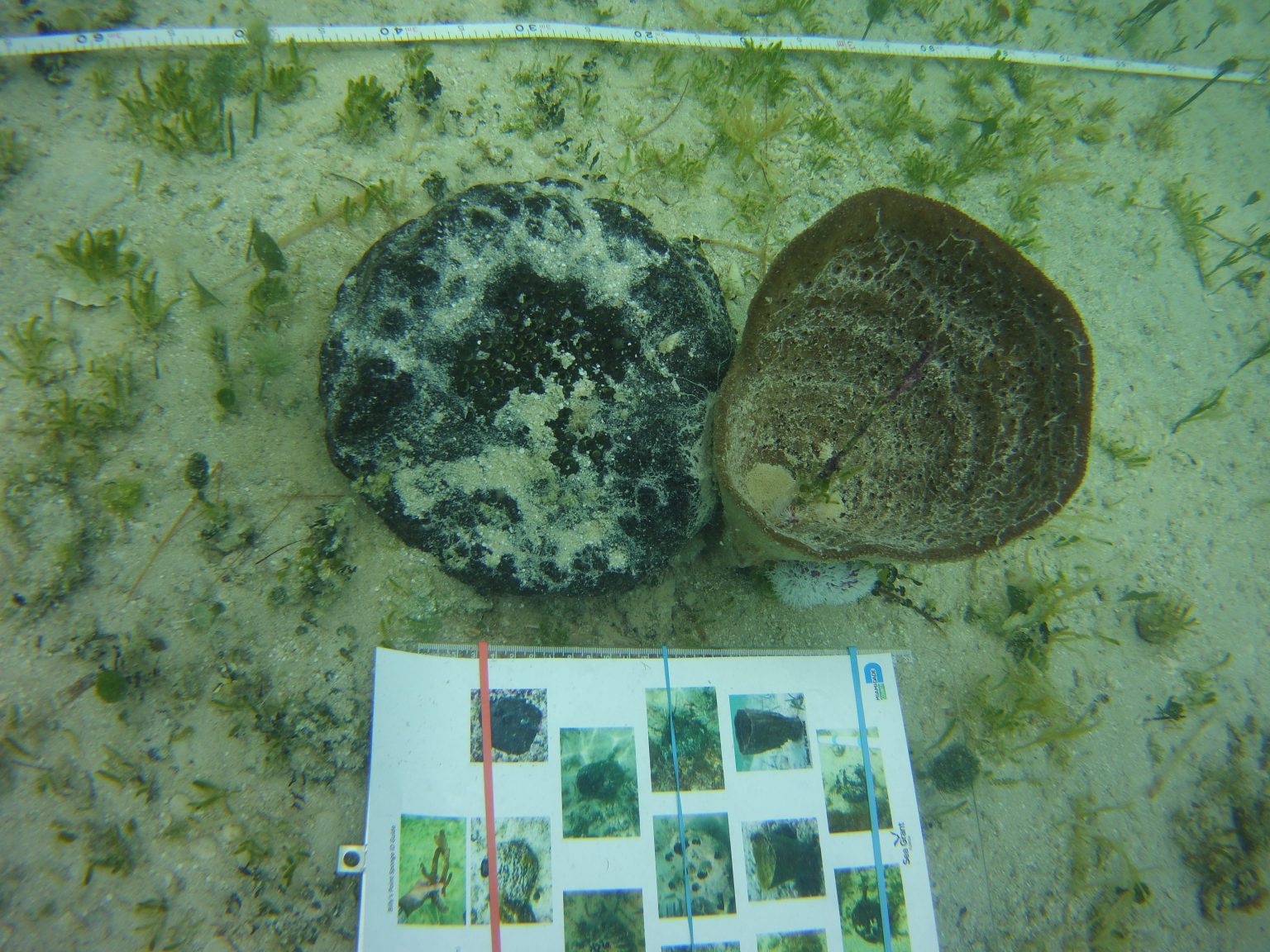 EPA grant to help UF/IFAS scientists restore sea sponges, improve water ...