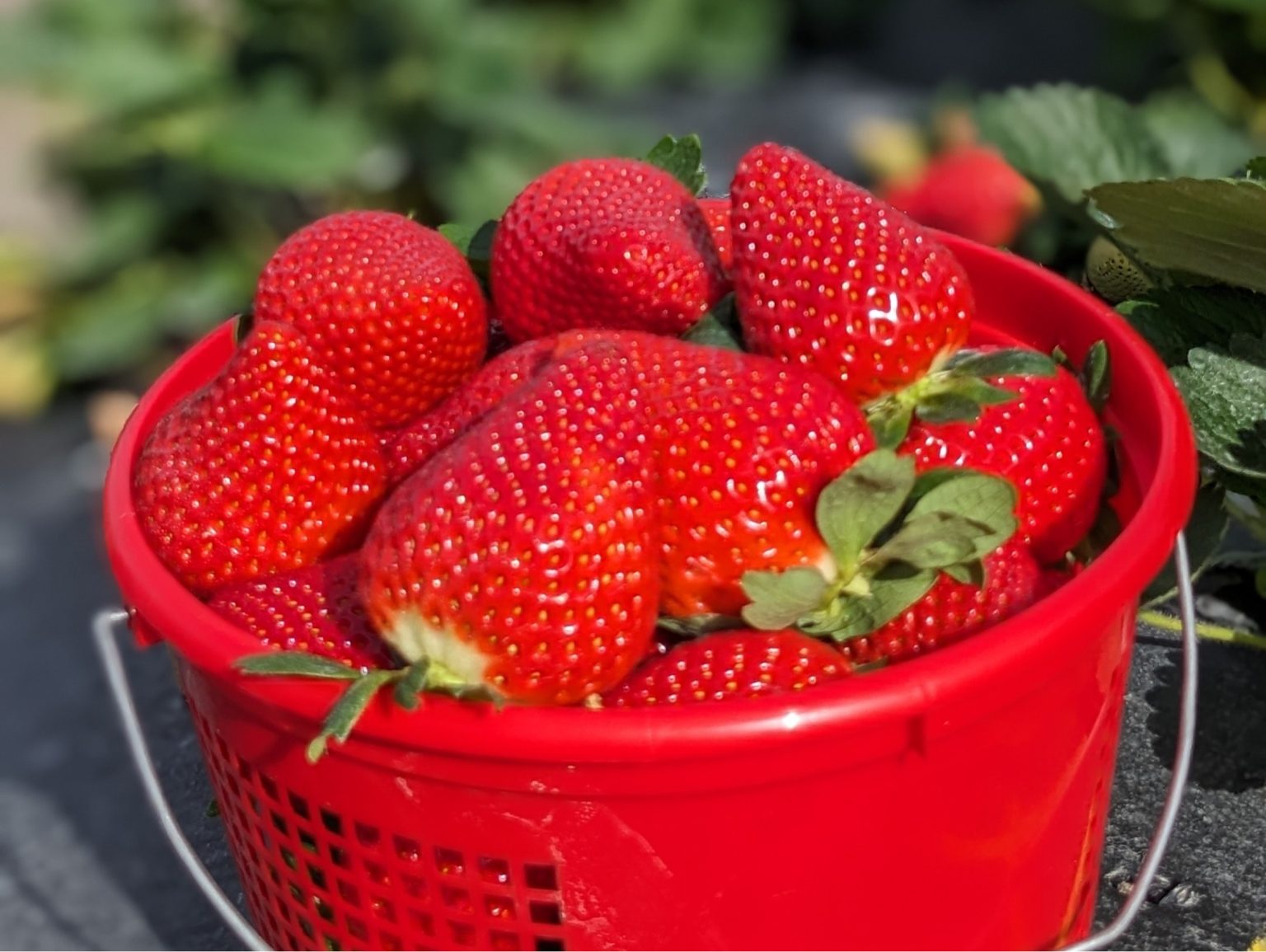 Florida strawberry season bursts with sweetness - News