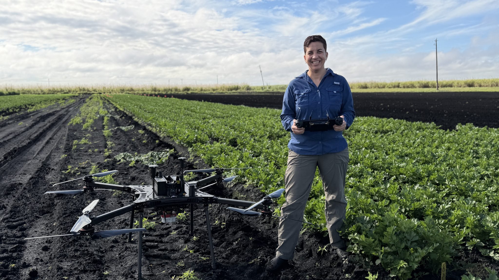 Harnessing AI with drone imagery to detect costly celery disease before ...
