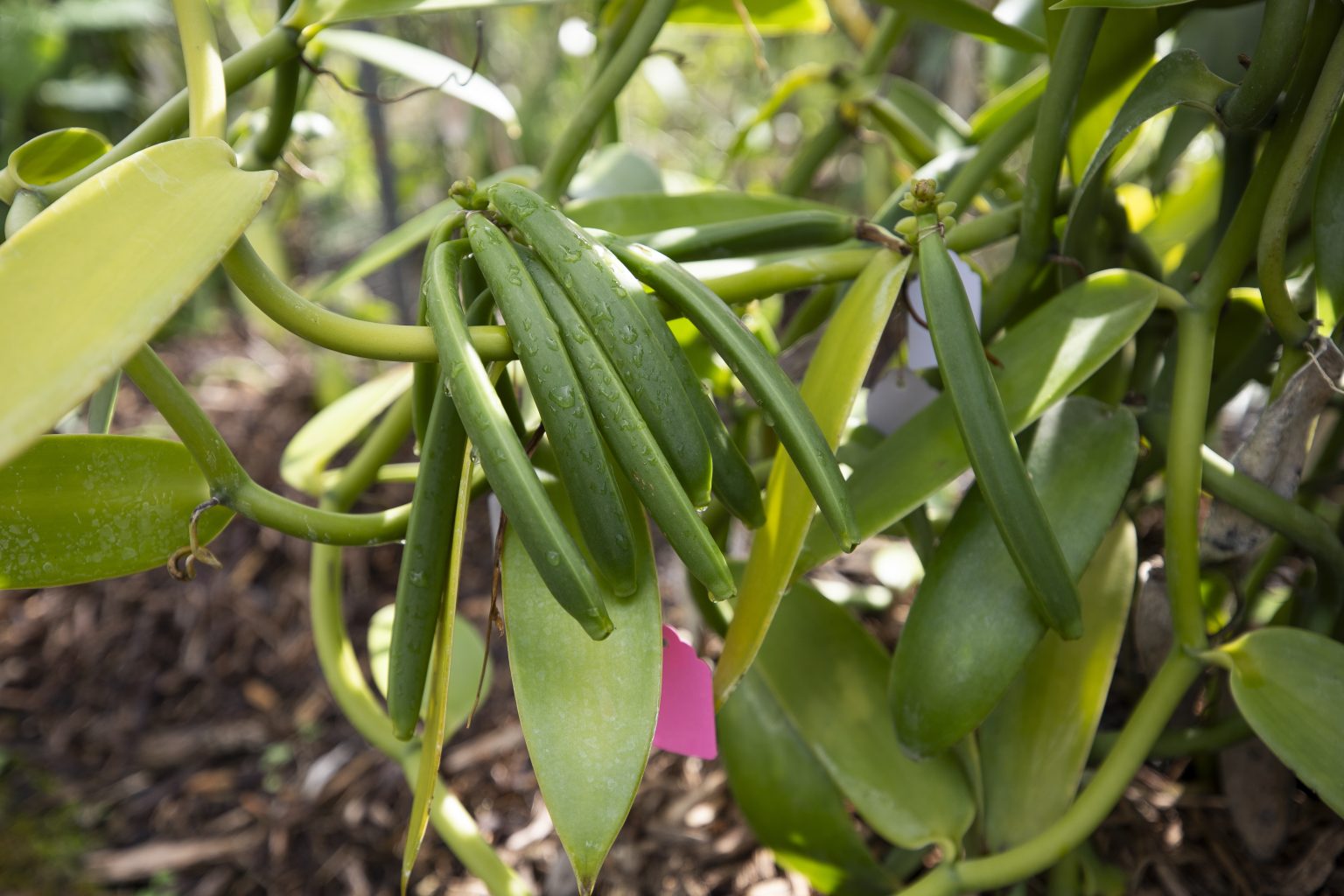 Add aromatic vanilla to your Valentine’s Day with Ask IFAS’ bilingual ...