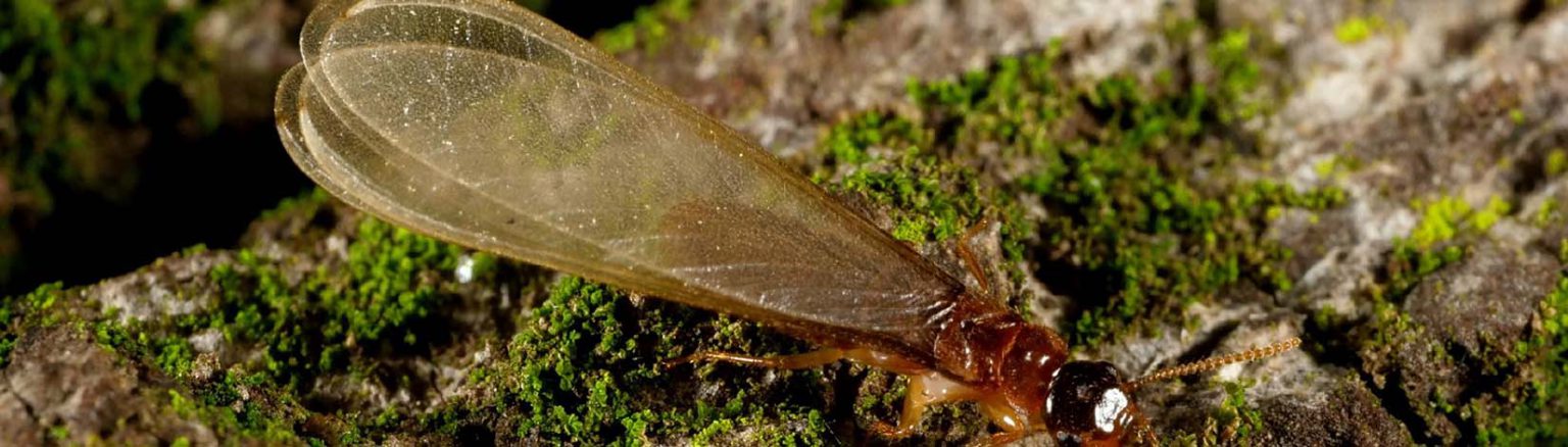 Pests & Disease Archives - School of Forest, Fisheries, and Geomatics ...