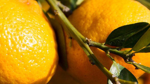 UF/IFAS Citrus Research - University of Florida, Institute of Food and ...