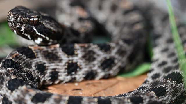 Resources - Invasion Science - University of Florida, Institute of Food ...