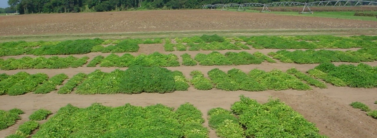 FloRun '725', A New High Yielding, Disease Resistant Peanut Variety ...