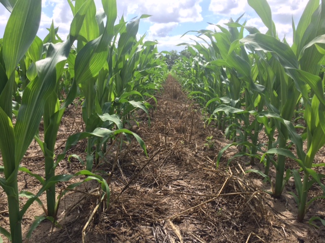 Spring Corn Planting Is Upon Us! - UF/IFAS North Florida Research and ...