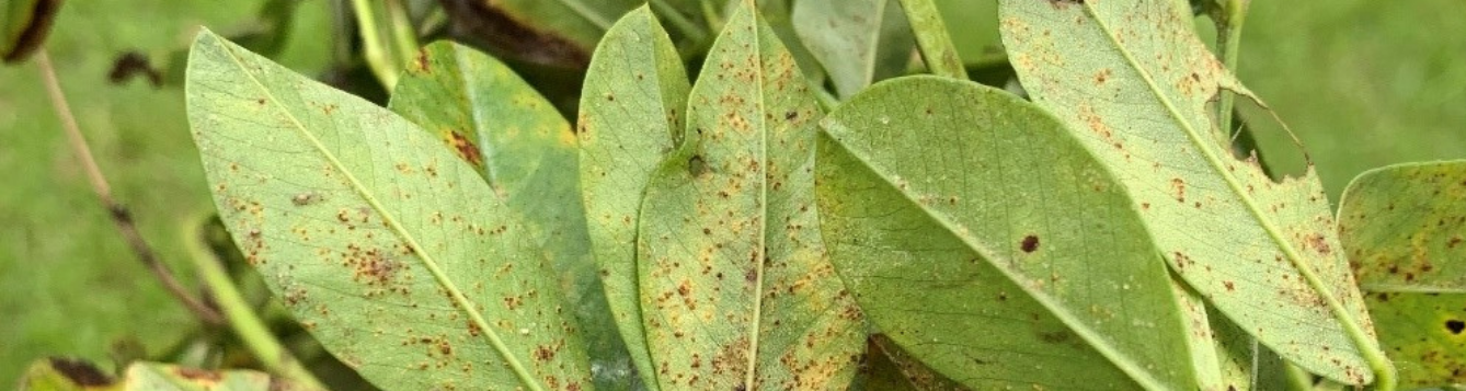 Peanut Rust - UF/IFAS North Florida Research and Education Center ...