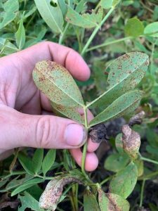 Peanut Rust - UF/IFAS North Florida Research and Education Center ...
