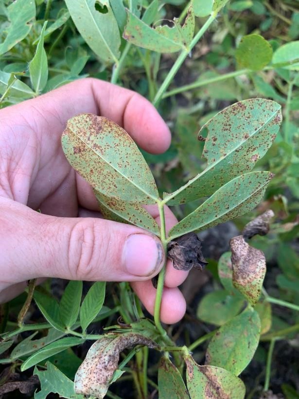 Peanut Rust - UF/IFAS North Florida Research and Education Center ...