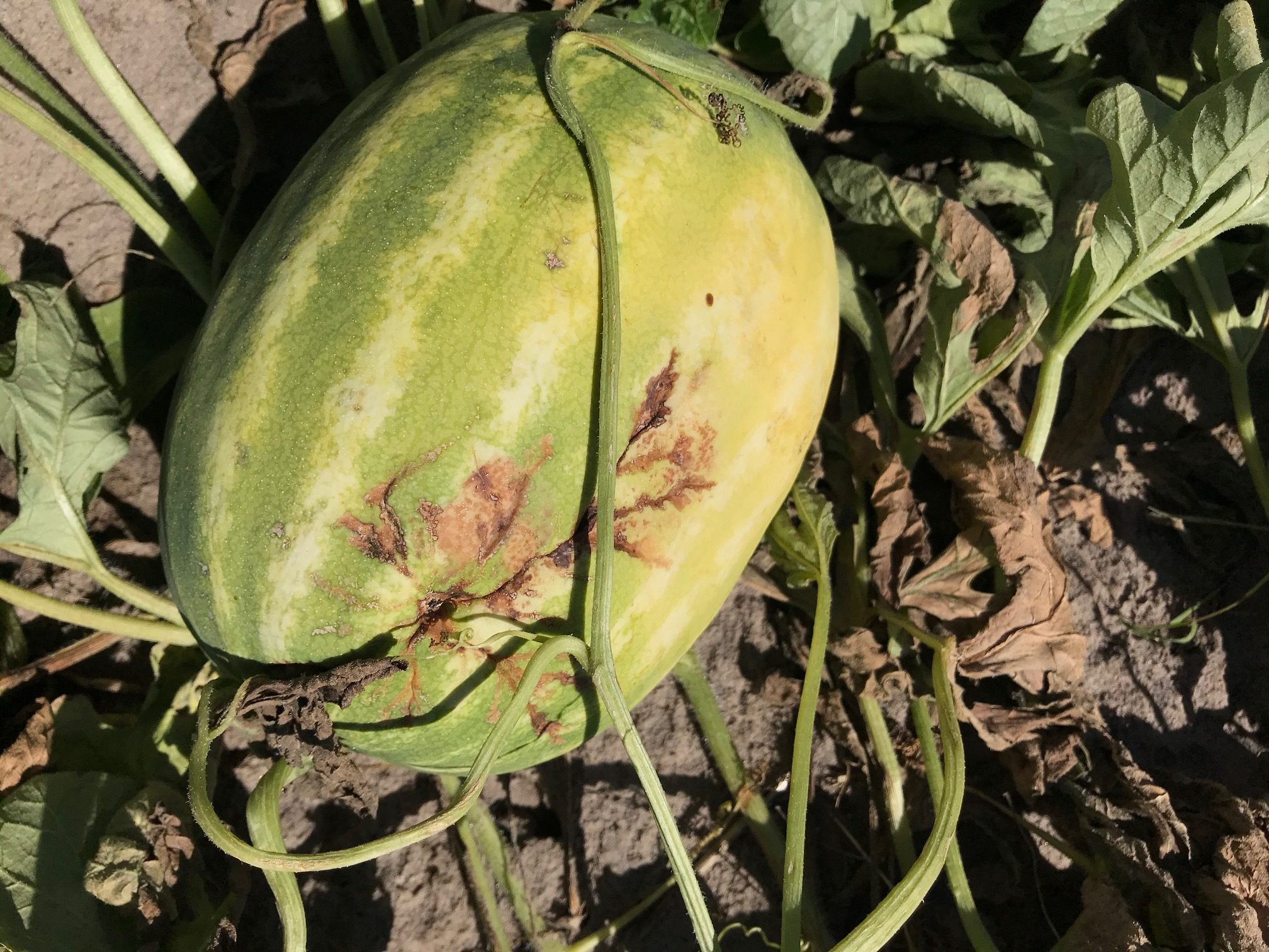 Lightning and Watermelon: A Shocking Connection in the Sunshine State ...