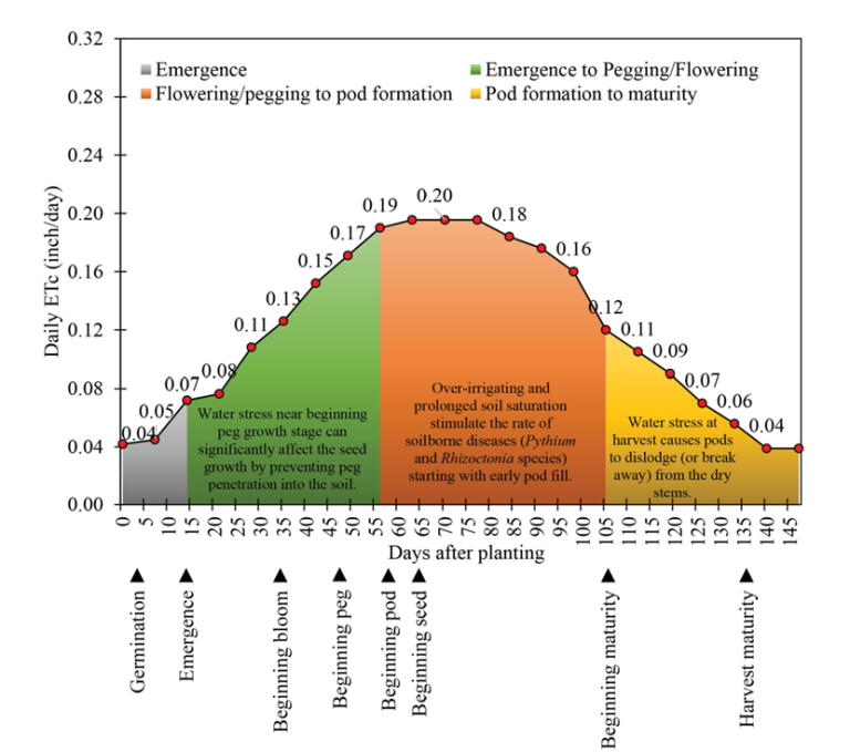 When Should You Terminate Irrigation in Peanuts? - UF/IFAS North ...