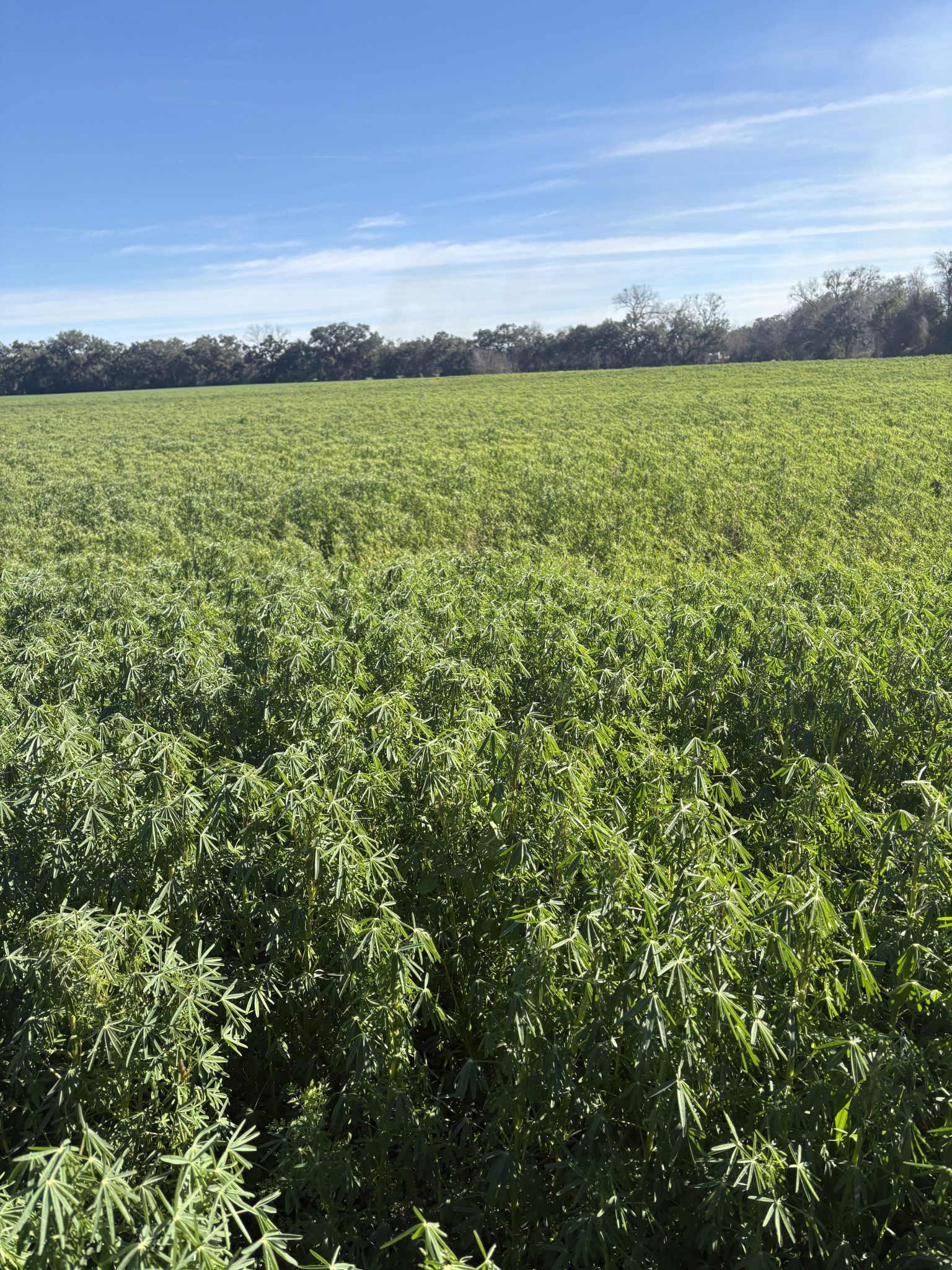 Quincey Farms II: A Sweet New Cover Crop - Nutrient Management Program