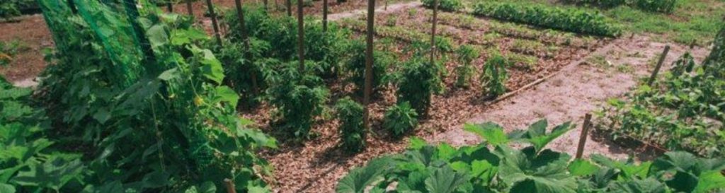 Sustainable Living Archives - UF/IFAS Extension Okaloosa County