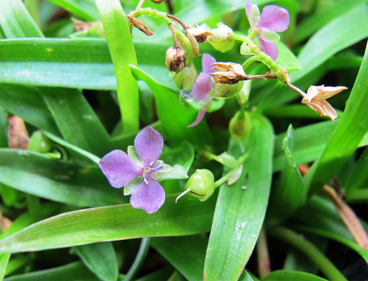 Apply Preemergence Herbicide in Lawn Now, If Needed - UF/IFAS Extension ...