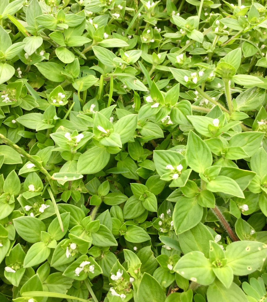 Apply Preemergence Herbicide in Lawn Now, If Needed - UF/IFAS Extension ...