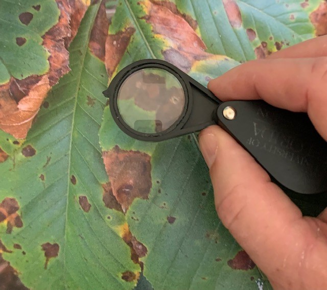 Steps to Solve Plant Problem May Include Visit to Plant Clinic - UF ...