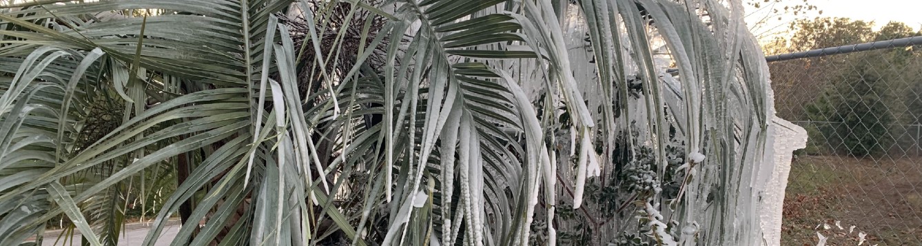 Cold Damaged Palms - UF/IFAS Extension Okaloosa County