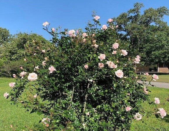 How to Prune Roses in North Florida - UF/IFAS Extension Okaloosa County