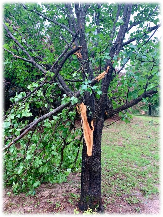 'Bradford' Pear is Not so Beautiful When it Breaks - UF/IFAS Extension ...
