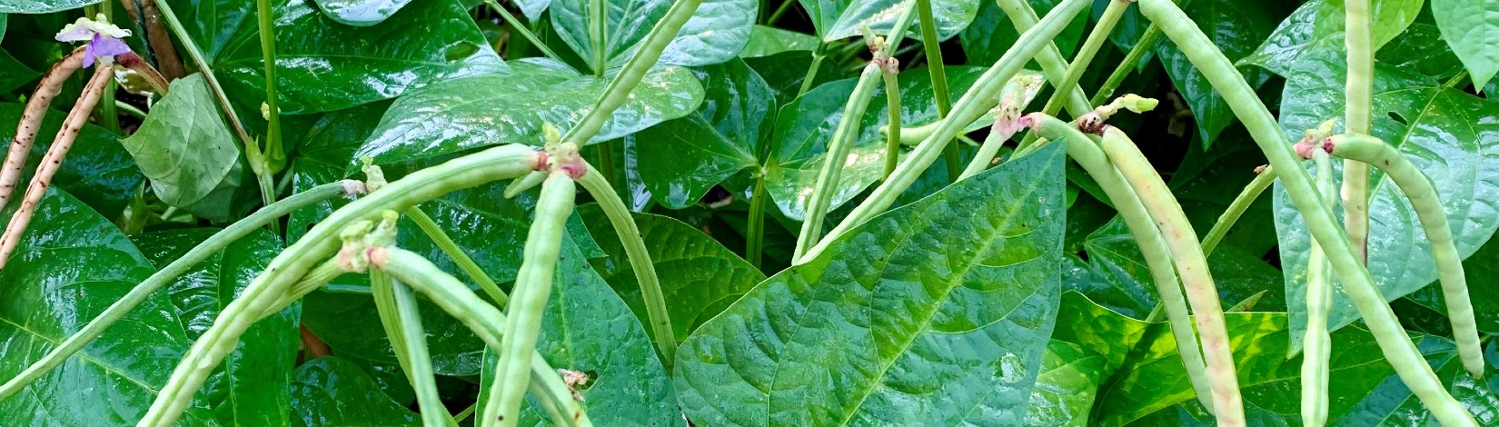 Confusion Over Classification of Southern Peas - UF/IFAS Extension ...