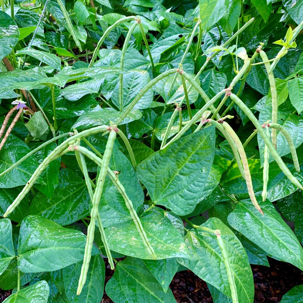 Confusion Over Classification of Southern Peas - UF/IFAS Extension ...