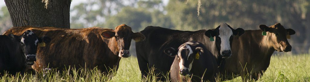 UF/IFAS Extension Okeechobee County