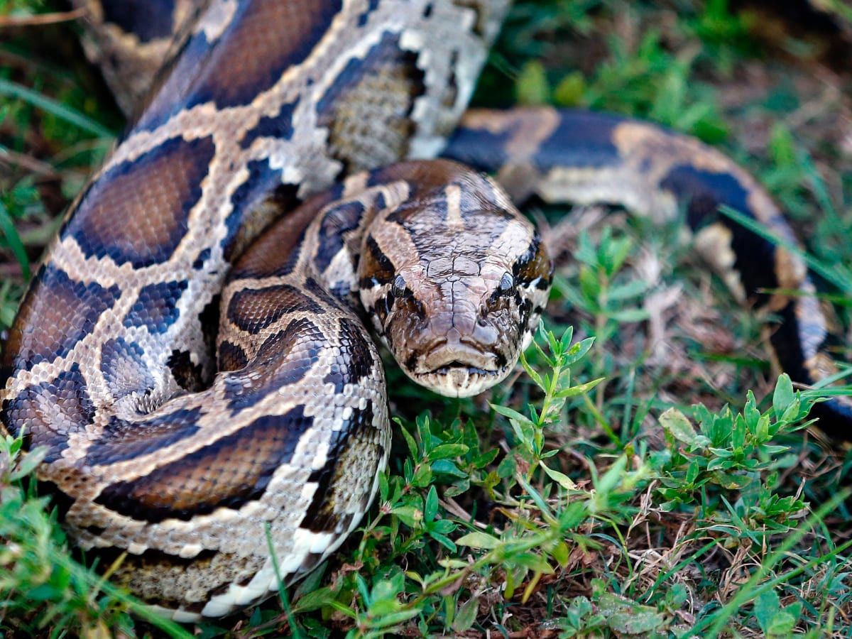 The Burmese Python Disease Invasion - UF/IFAS One Health