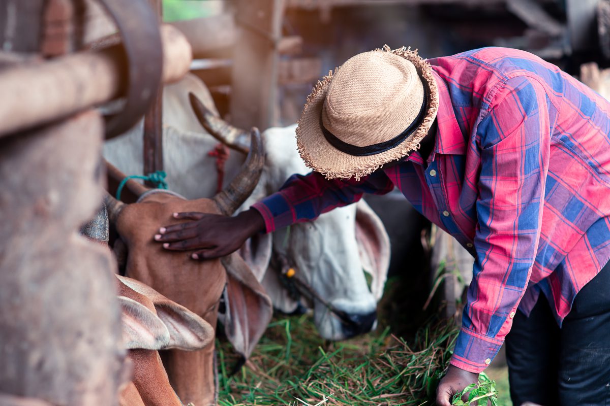 Everything you need to know about One Health - UF/IFAS One Health