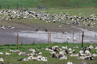 How the avian flu outbreak is affecting our grocery shopping - Extra ...