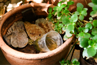 Dengue Fever and mosquitoes - UF/IFAS One Health