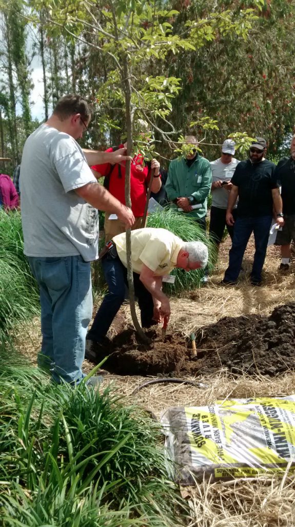 Remove Circling Roots When Planting - UF/IFAS Extension Orange County
