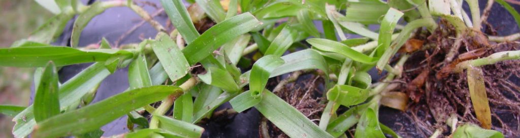 Doveweed – A Big Problem in Summer Landscapes - UF/IFAS Extension ...