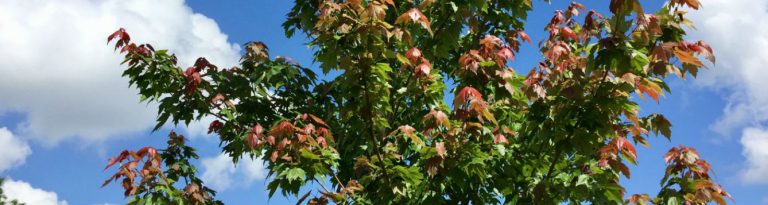 The 'Florida Flame' Red Maple Makes a Colorful Addition to the ...