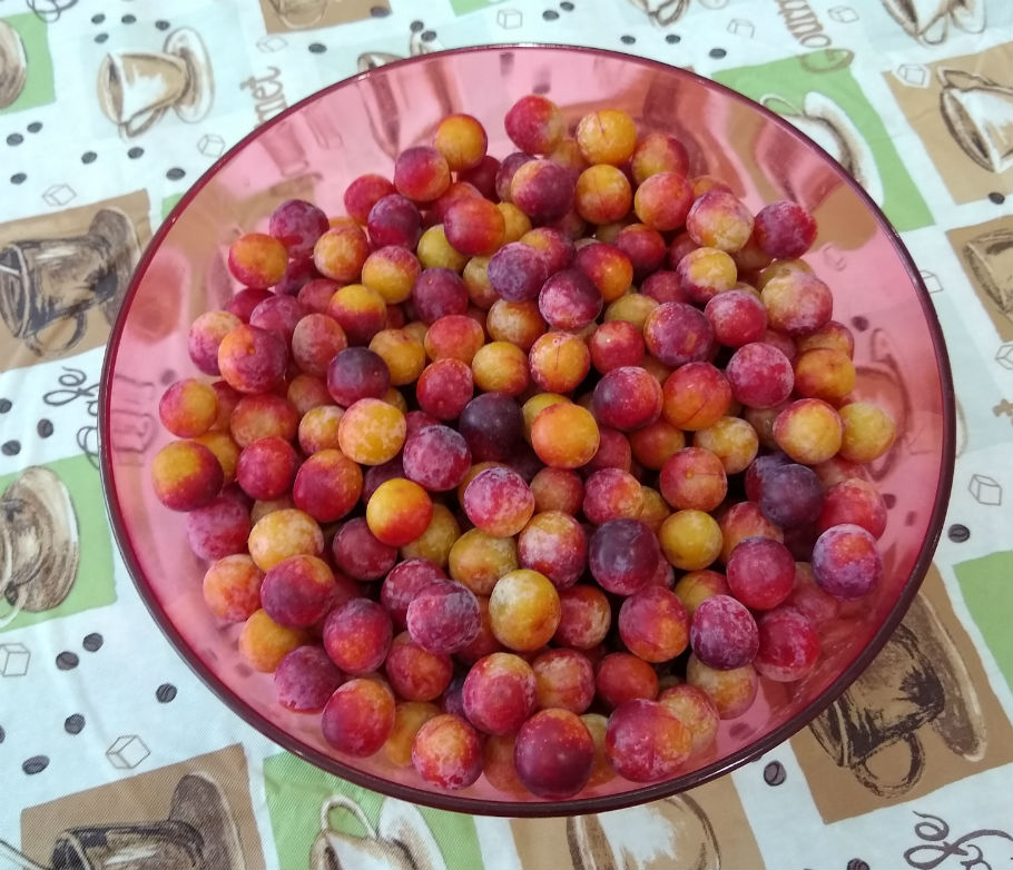 Edible Landscapes: The Native Flatwoods Plum - UF/IFAS Extension Orange ...