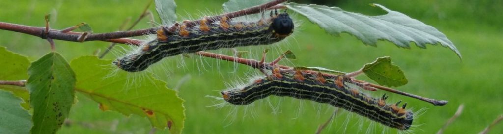 Caterpillar Invasion - UF/IFAS Extension Orange County