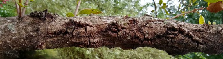 Why Do Some Plants Get Cankers? - UF/IFAS Extension Orange County