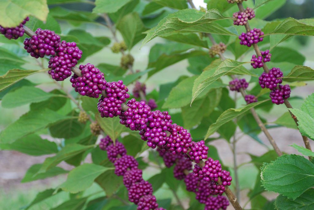 Red Berries for Holiday Decorations - UF/IFAS Extension Orange County