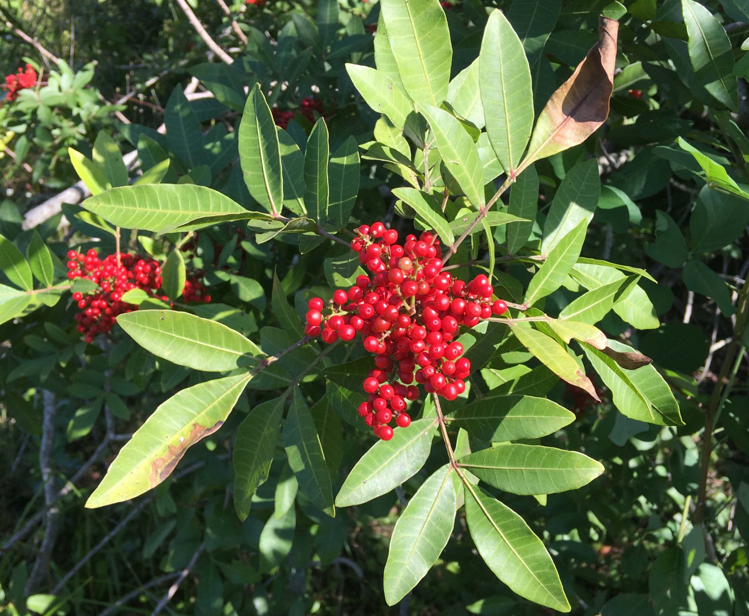 Red Berries for Holiday Decorations - UF/IFAS Extension Orange County