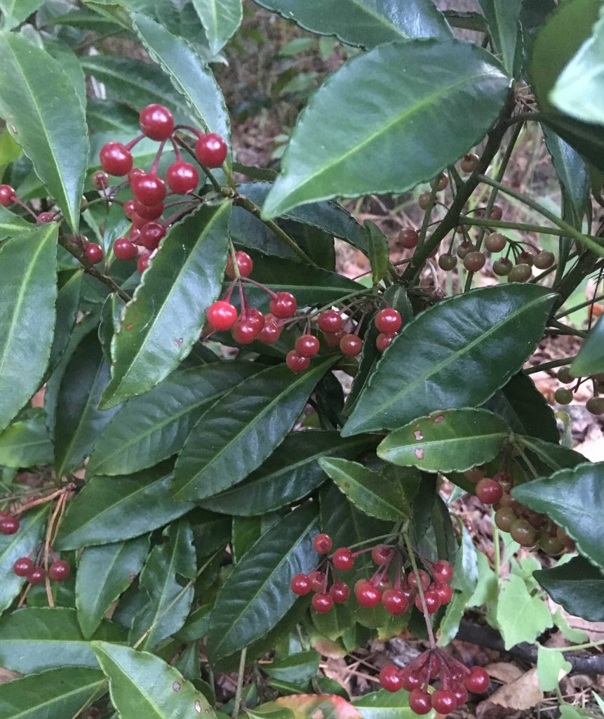 Red Berries for Holiday Decorations - UF/IFAS Extension Orange County
