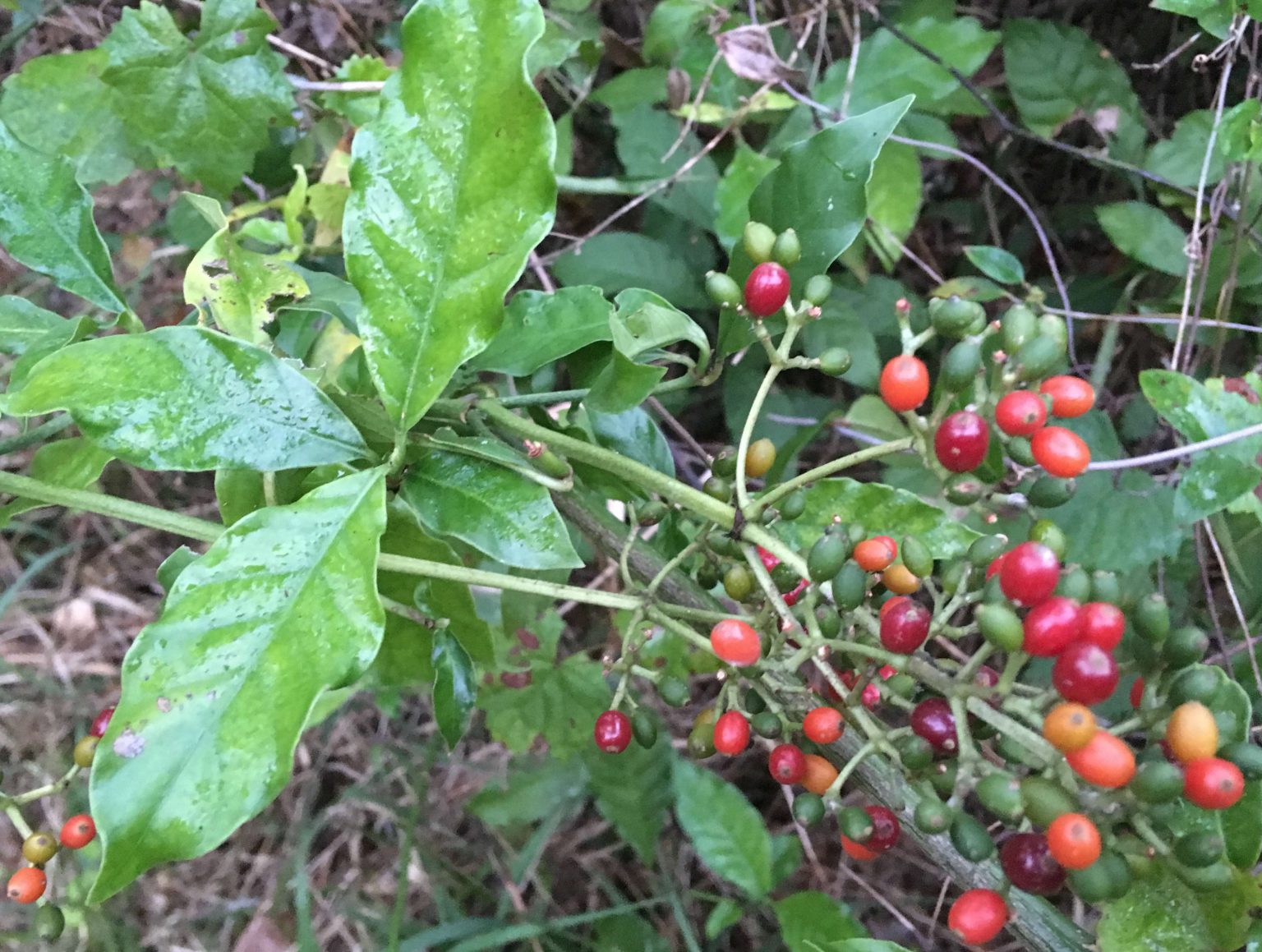 Red Berries for Holiday Decorations - UF/IFAS Extension Orange County