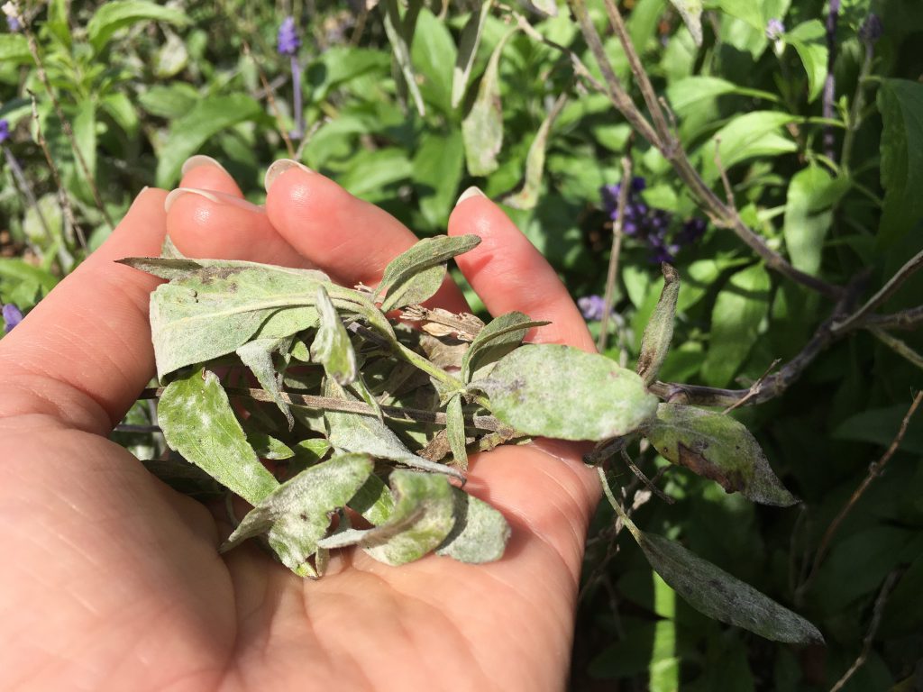 How to Take a Good Plant Sample - UF/IFAS Extension Orange County