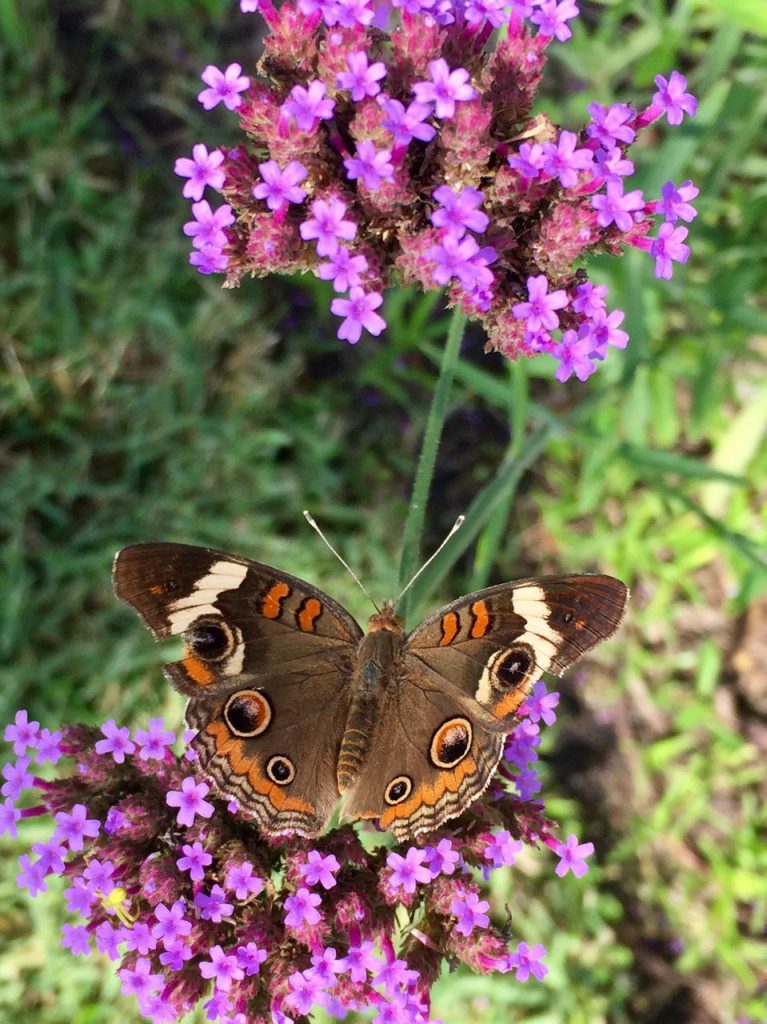 Successful Butterfly Gardening - UF/IFAS Extension Orange County