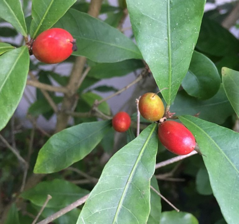Sour to Sweet: The Story of Miracle Fruit - UF/IFAS Extension Orange County