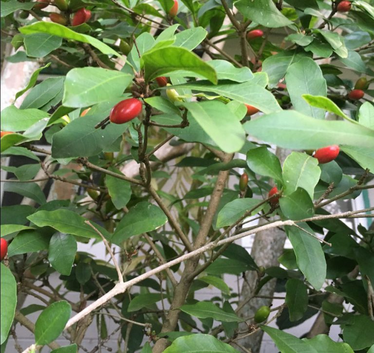 Sour to Sweet: The Story of Miracle Fruit - UF/IFAS Extension Orange County