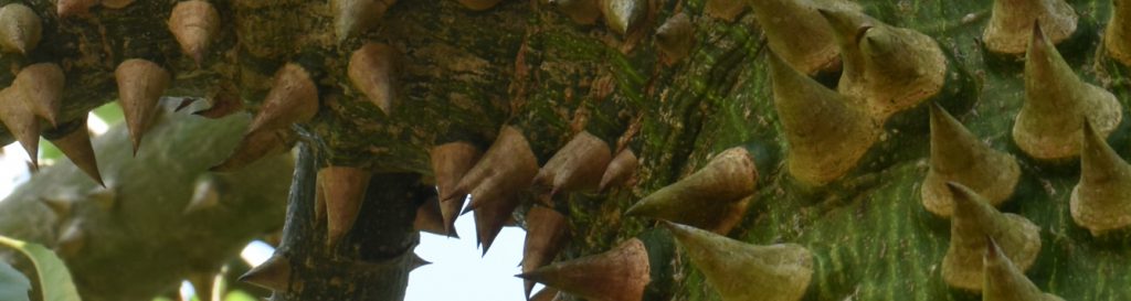 The Silk-floss Tree – A Spiky Sensation for the Central Florida Home ...